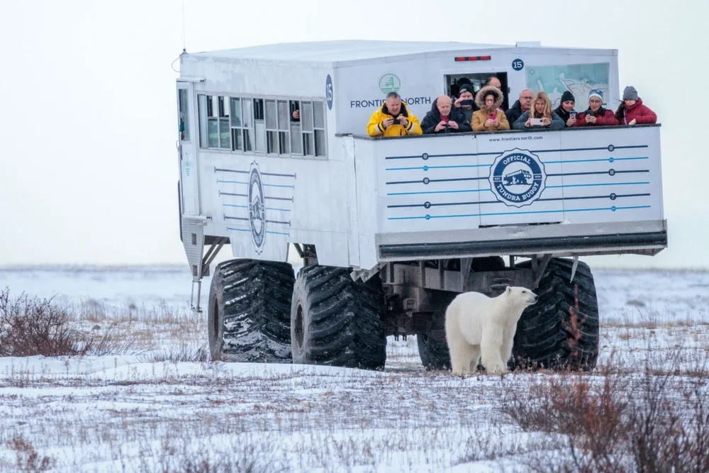 Upcoming Polar Bear Expeditions to Churchill Manitoba — Gold Star ...