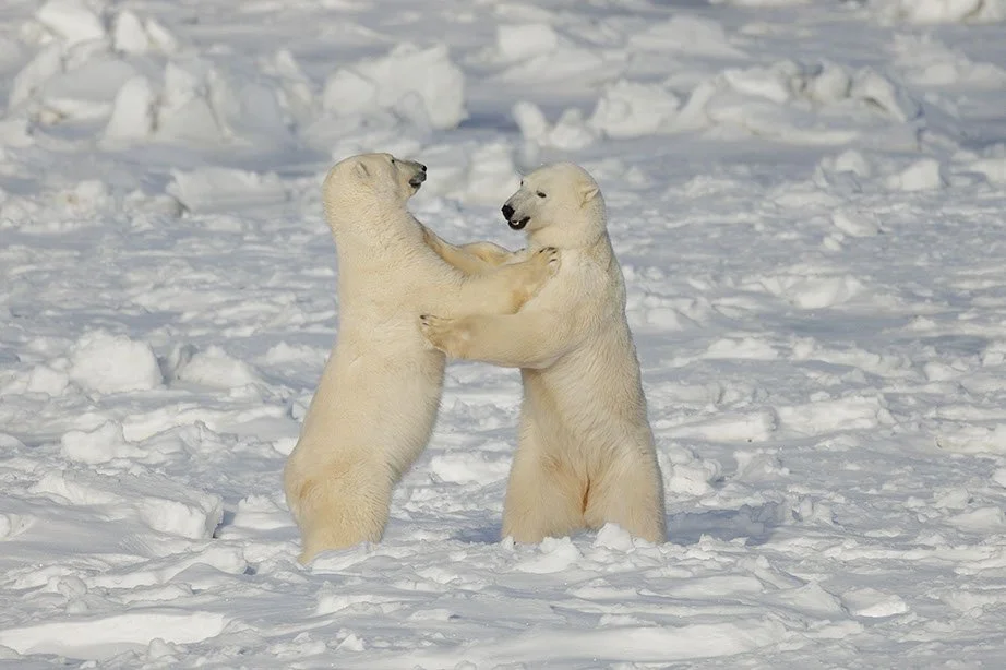 Polar Bear Mating Season — Gold Star Canadian Tours