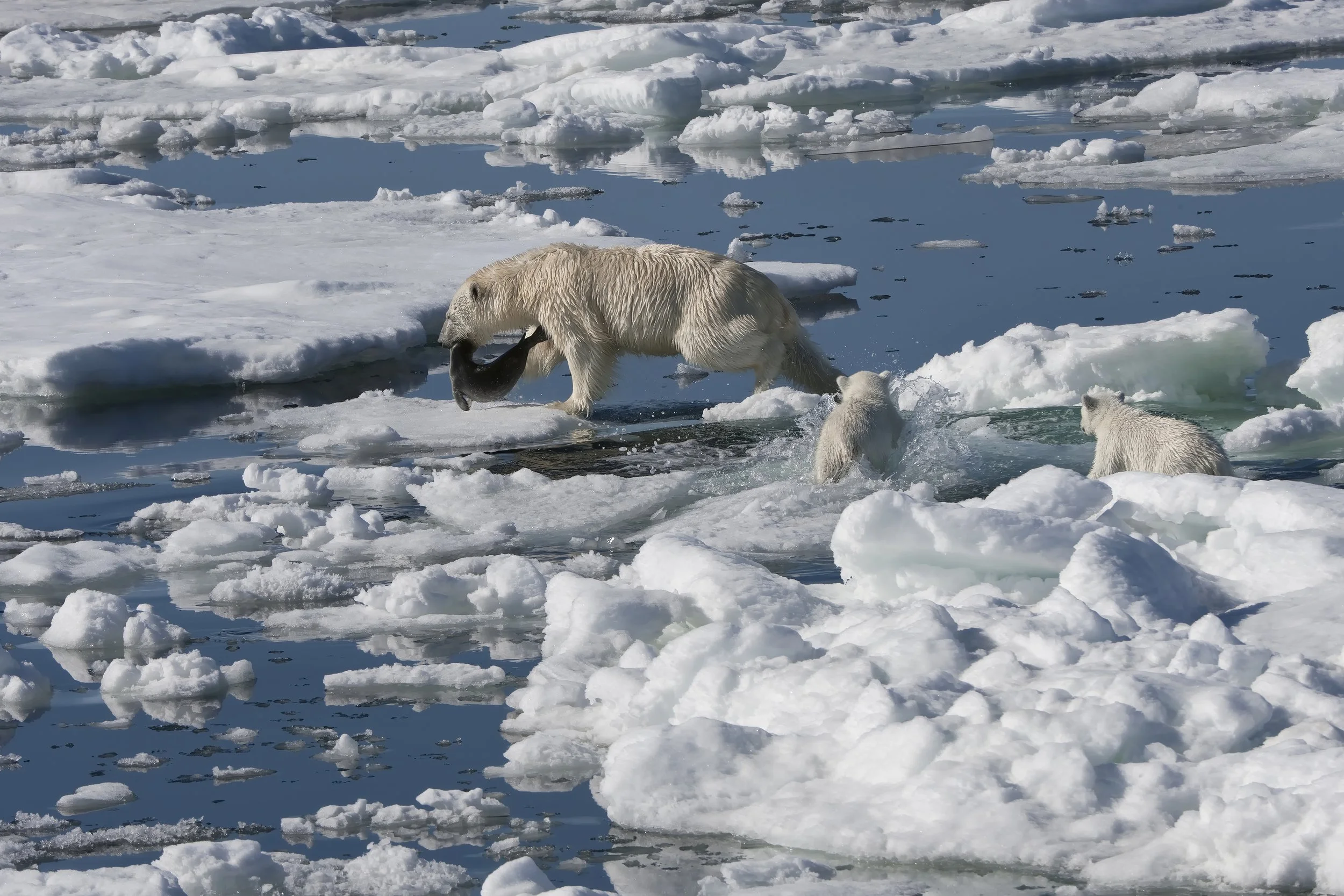 The Life of a Ringed Seal — Gold Star Canadian Tours