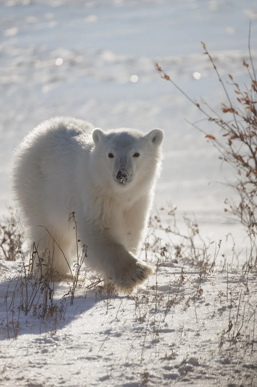 The Life of a Polar Bear Cub — Gold Star Canadian Tours