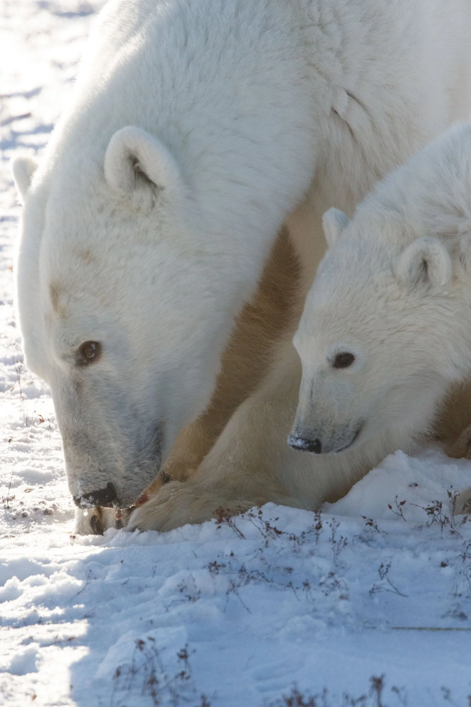 Polar Bear Migration in Canada — Gold Star Canadian Tours
