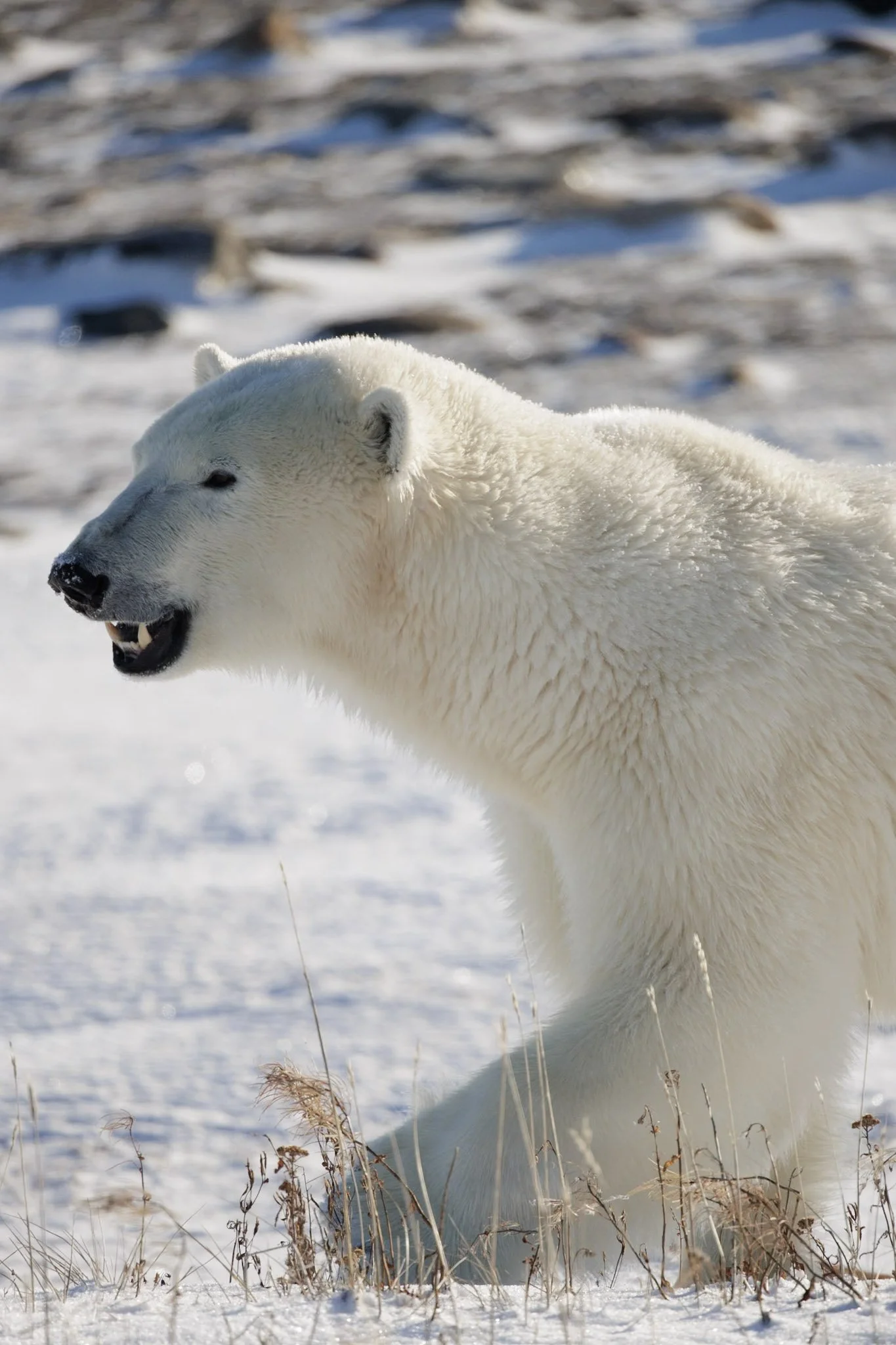 A Nose for the Arctic: The Polar Bear’s Secret Weapon — Gold Star ...