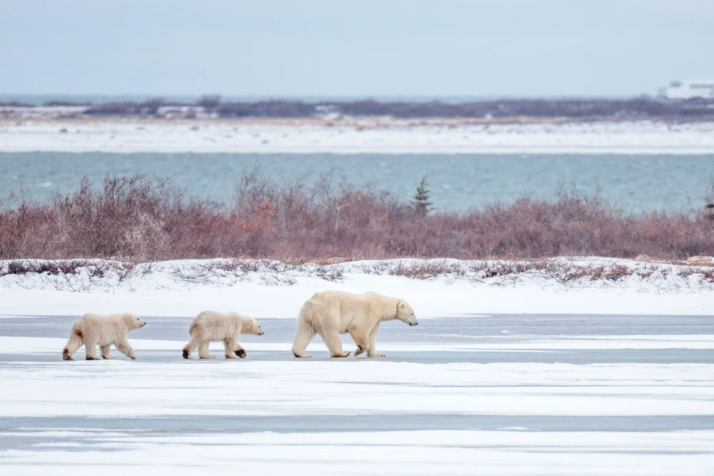 The Life of a Polar Bear Cub — Gold Star Canadian Tours