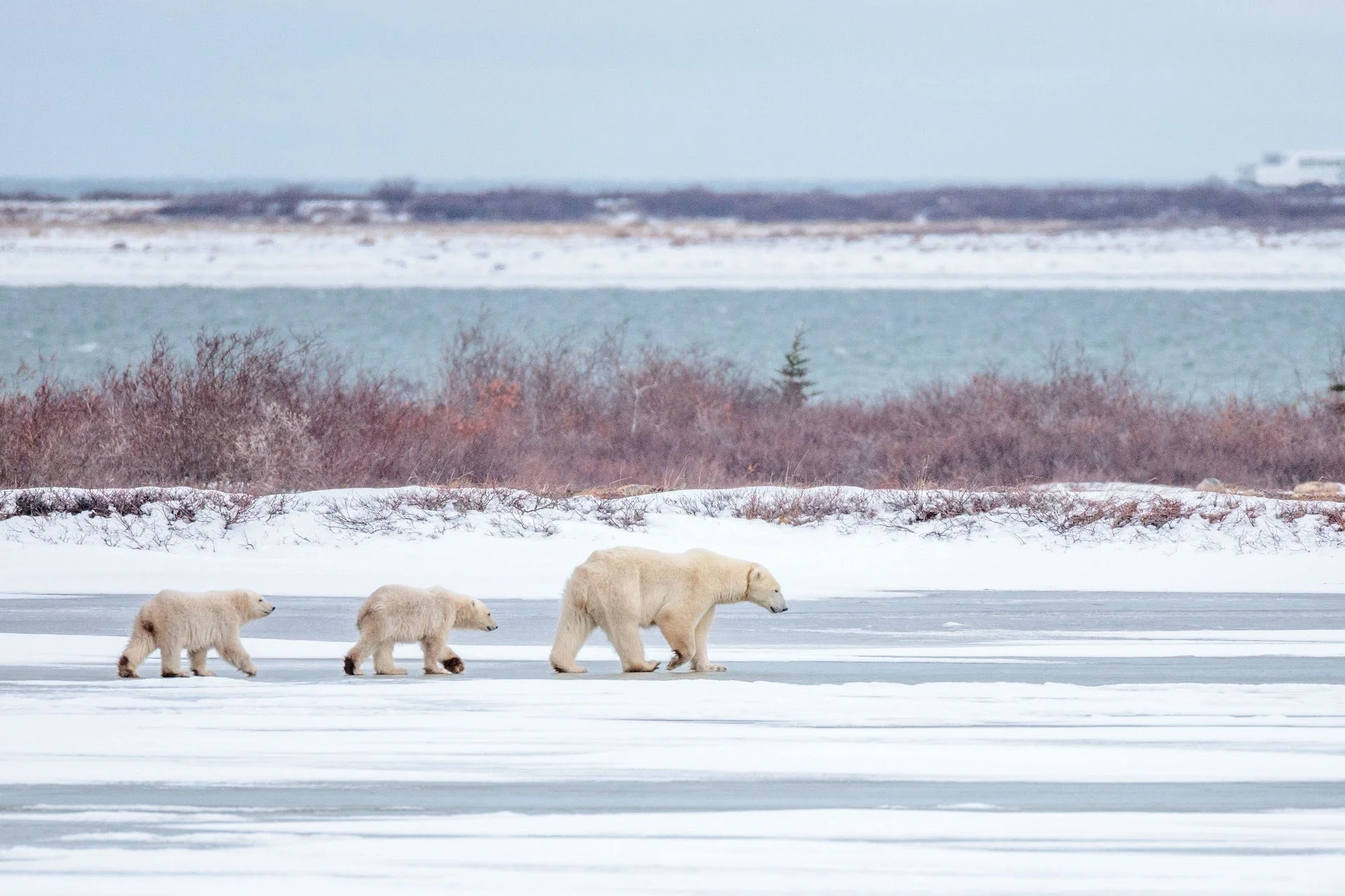 The Life of a Polar Bear Cub — Gold Star Canadian Tours