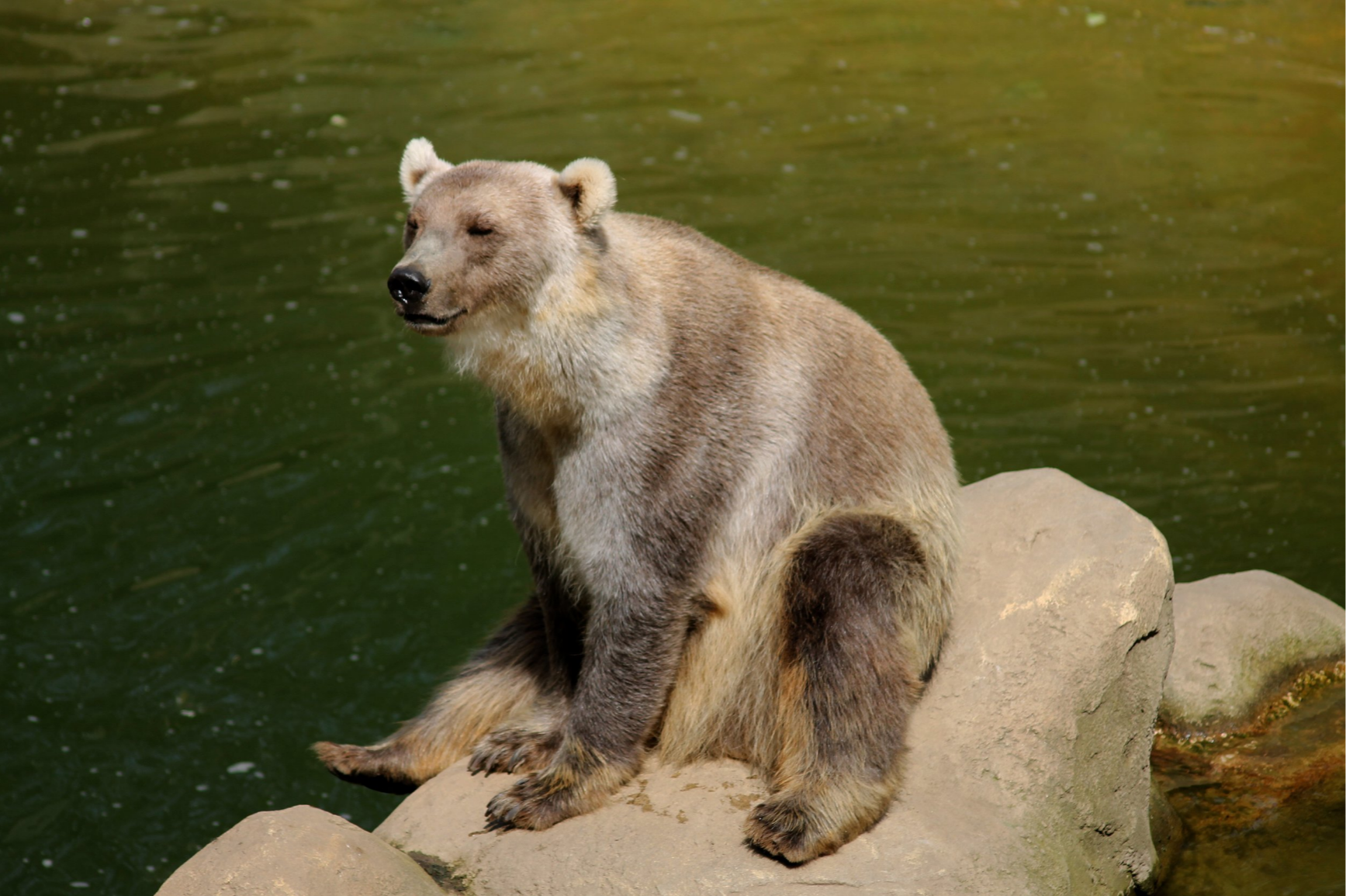 10 Facts about Grizzly Bears — Gold Star Canadian Tours