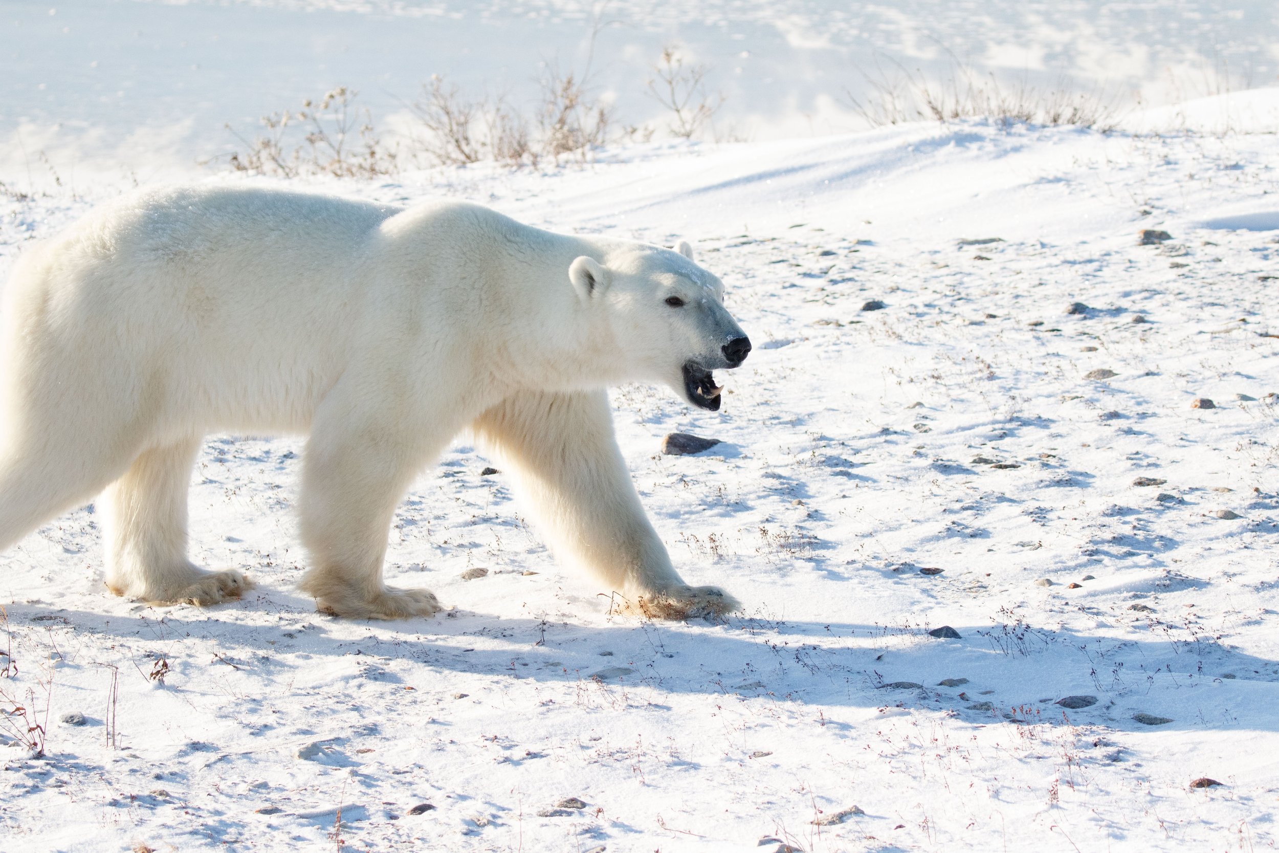 Is a Panda a Bear? — Gold Star Canadian Tours