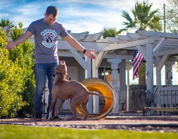 Balancing Paws Dog Training | Transform Your Dog Today—Get Started!