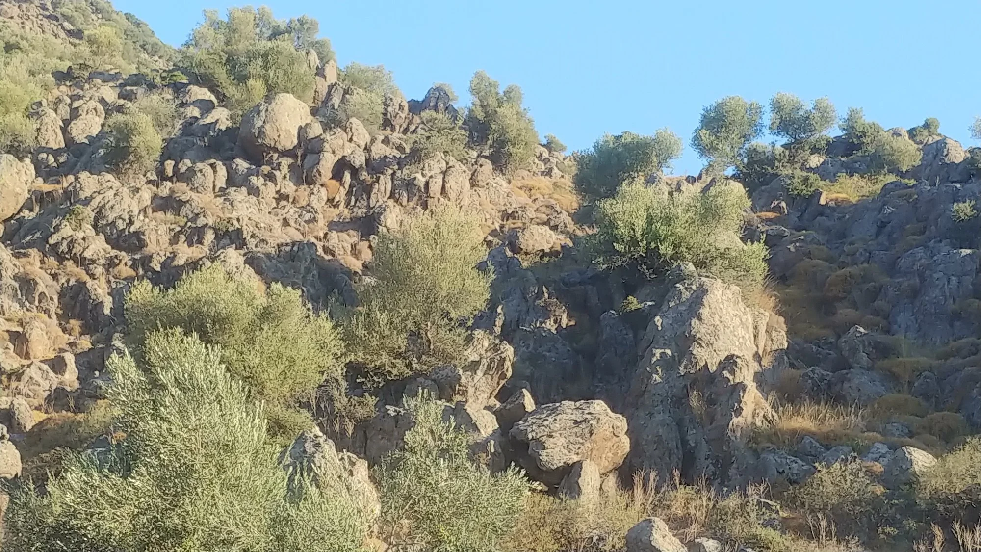 Encounters: Efforts of being-with a Lesvos olive tree — Arts Cabinet