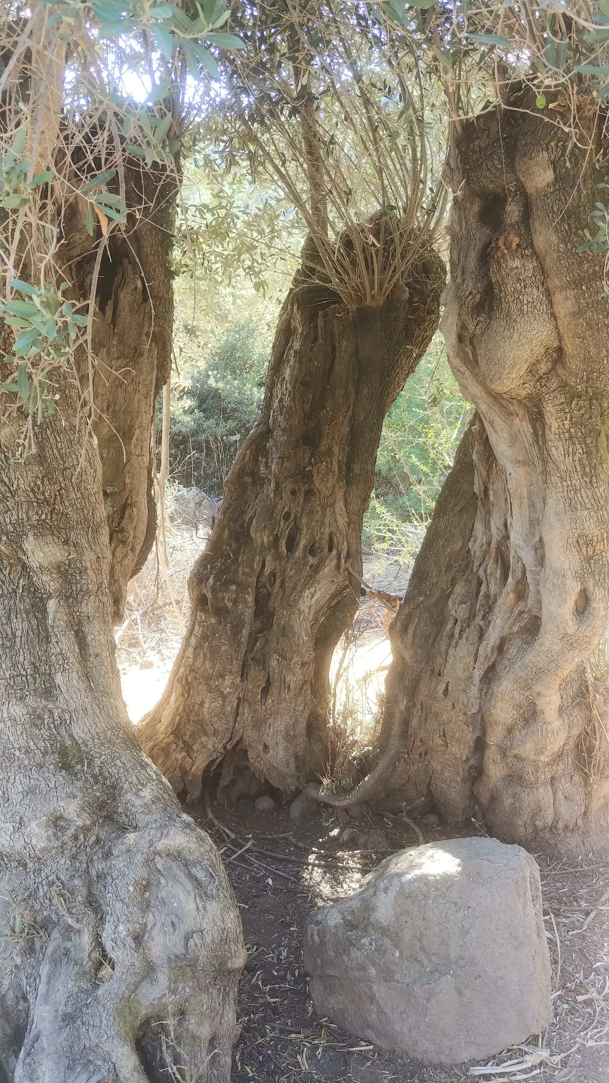 Encounters: Efforts of being-with a Lesvos olive tree — Arts Cabinet