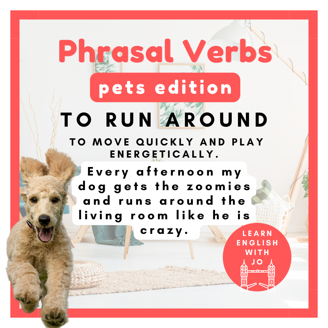English phrasal verbs for talking about our pets. — Learn English With Jo
