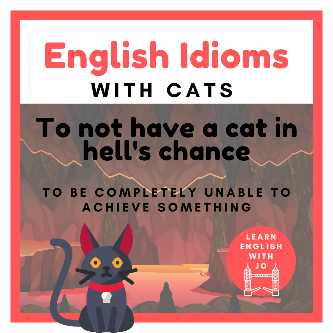 English idioms with cats — Learn English With Jo