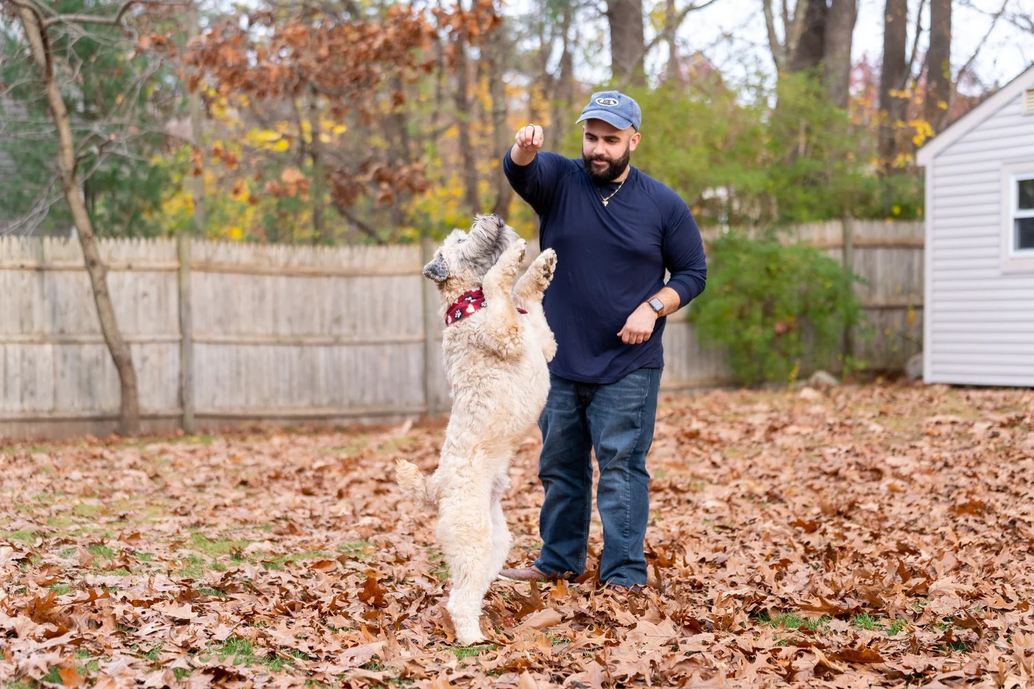 Silva & Sons Dog Training | Professional Dog Training – Get Started!