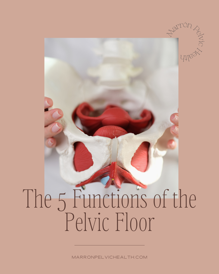 The 5 Functions of the Pelvic Floor — Marrón Pelvic Health
