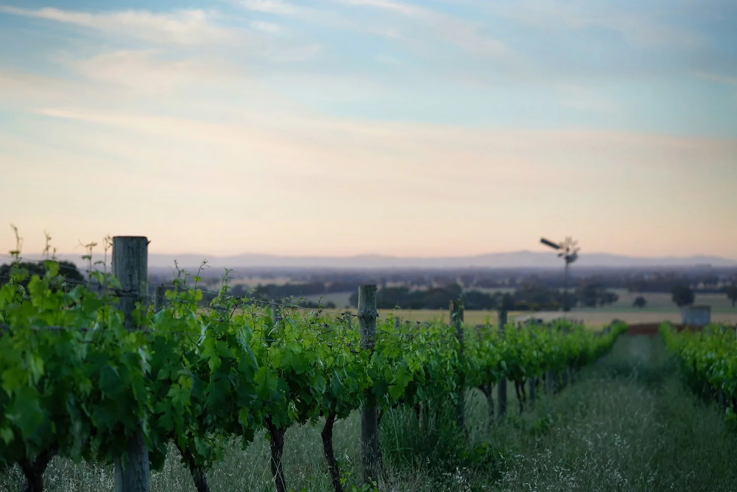 Shop — Tallis Wine