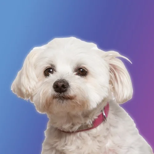 Meet The Team — MPower Media