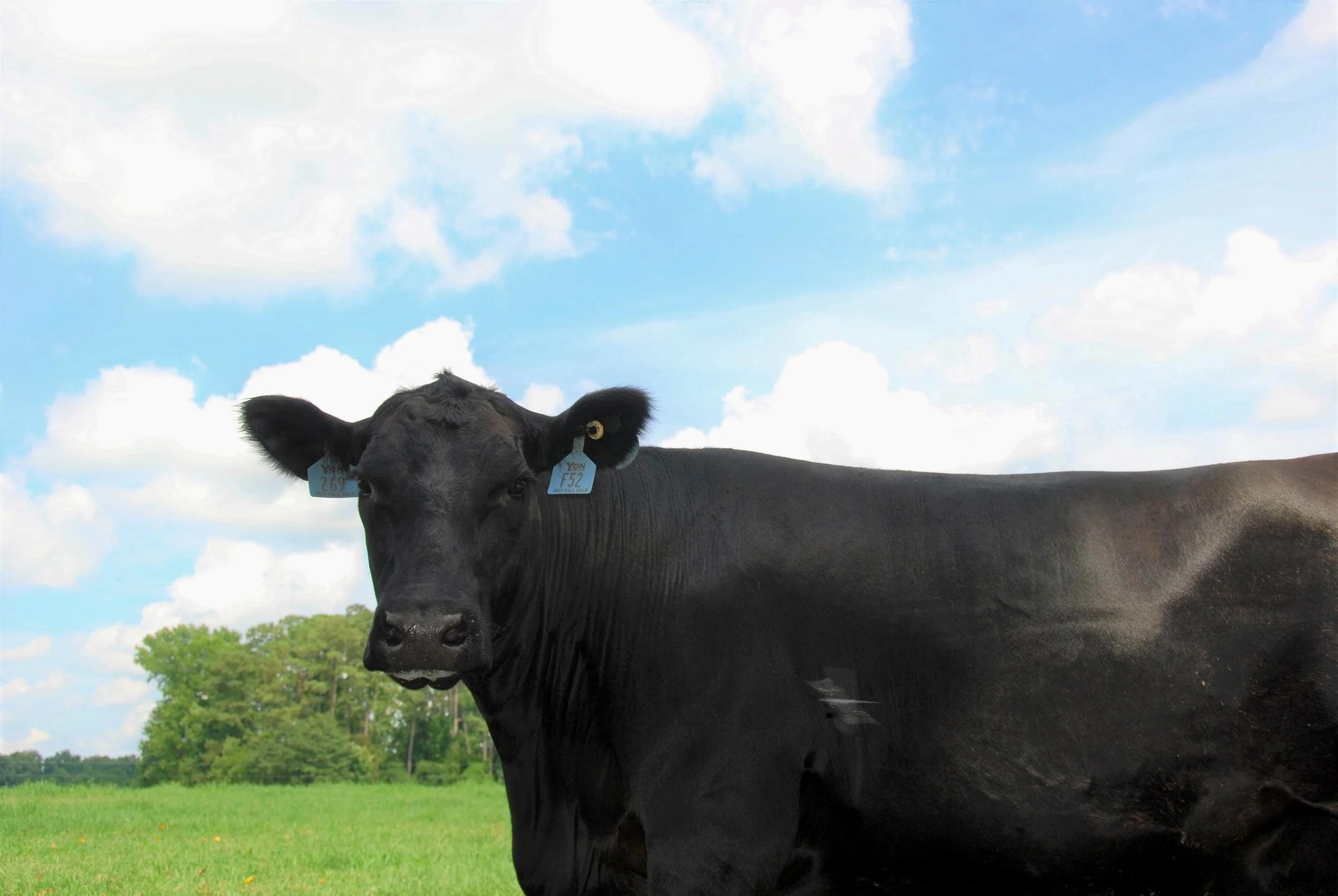 Wheat Swamp Angus | Grass Fed & Grain Finished Beef | Snow Hill, NC