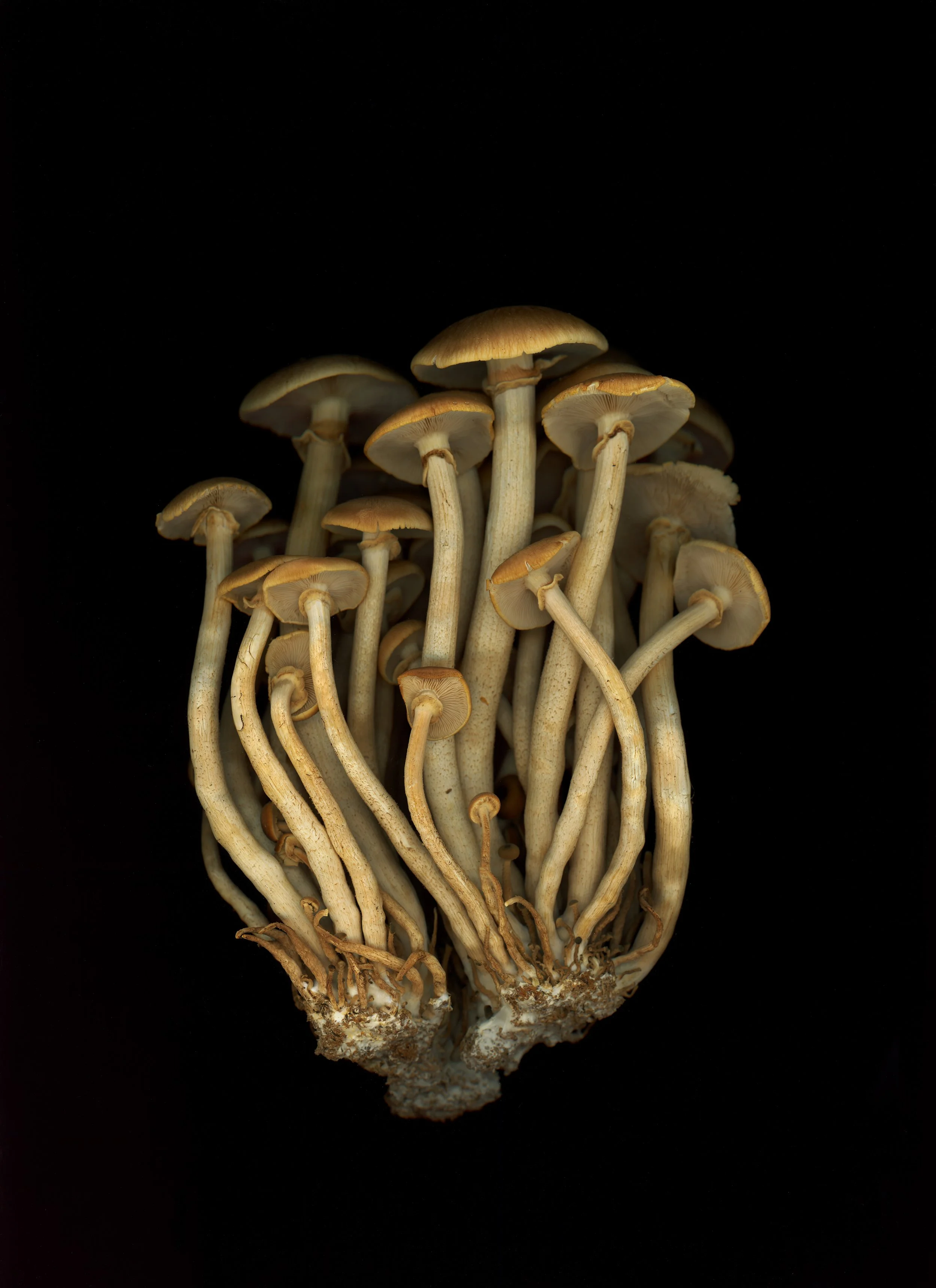 Scanography | What is scanography? — Home