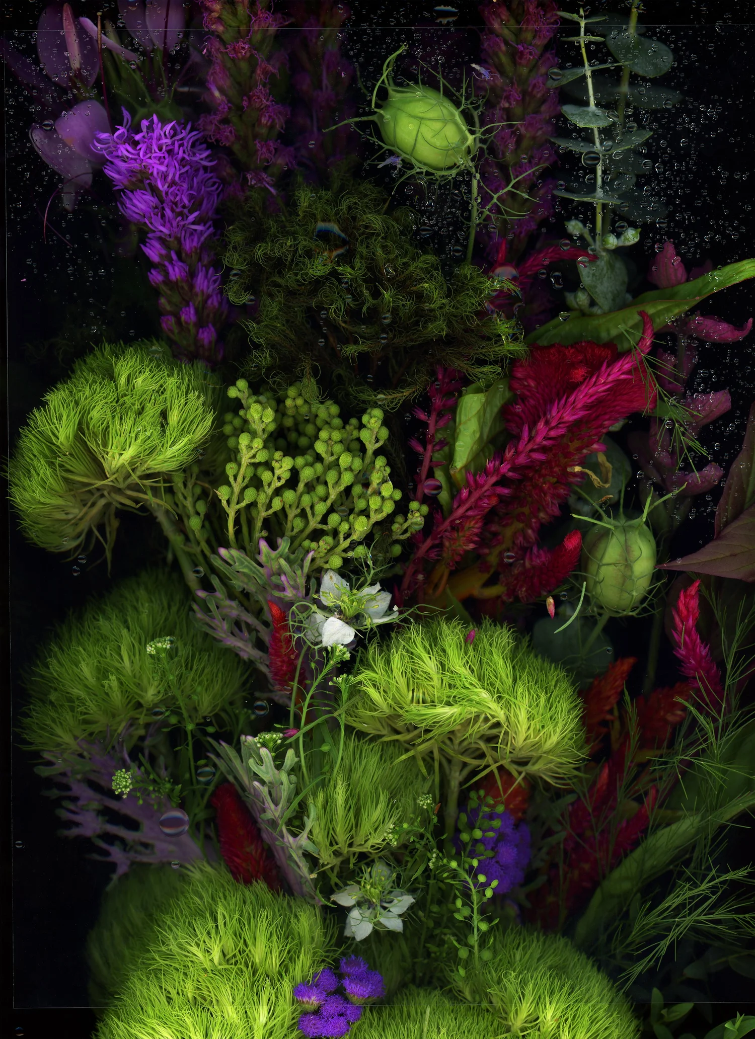 Scanography | What is scanography? — Haley Nelson