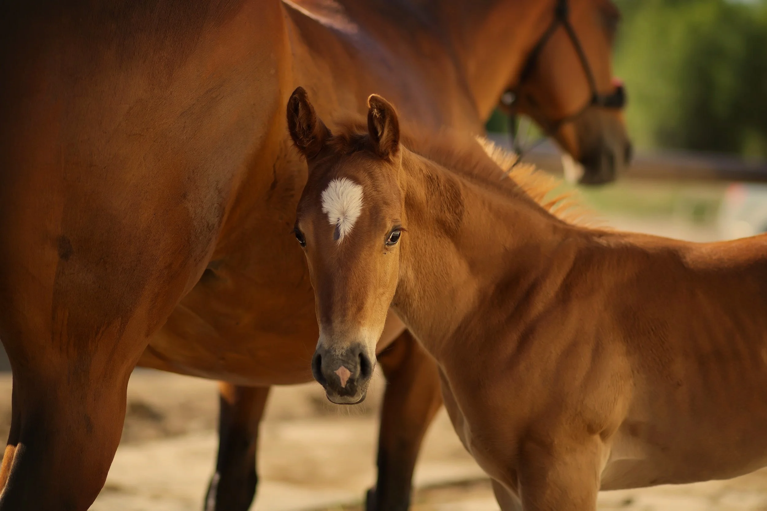 Peace of Mind | Lisa Turk