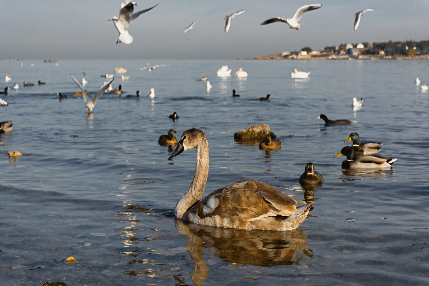 Guide to Wildlife Watching at Lake Marion — McCord's Ferry at Lake Marion