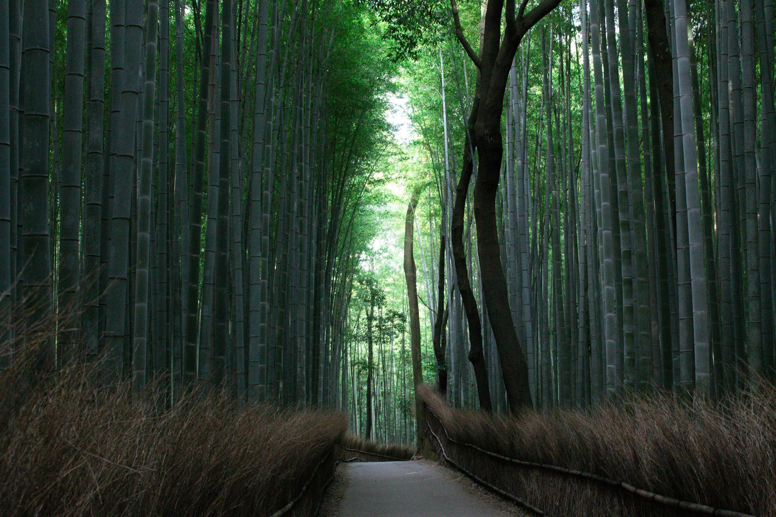 The Most Beautiful Forests in the World Worth Discovering