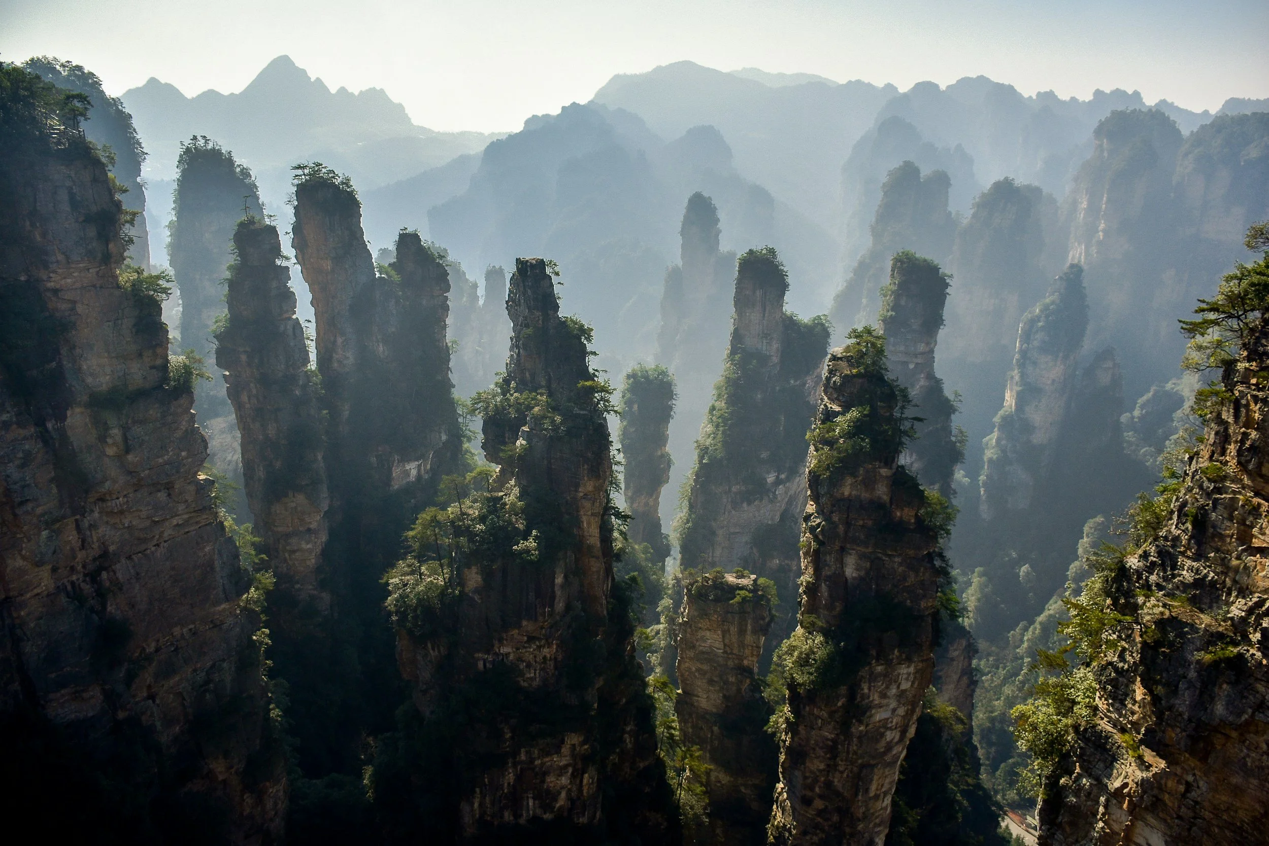 The Most Beautiful Forests in the World Worth Discovering