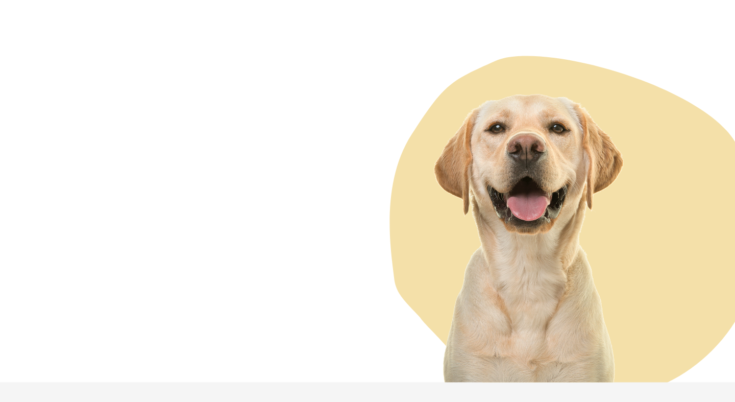 Dog Training & Boarding - Tampa, FL | Dog Crew