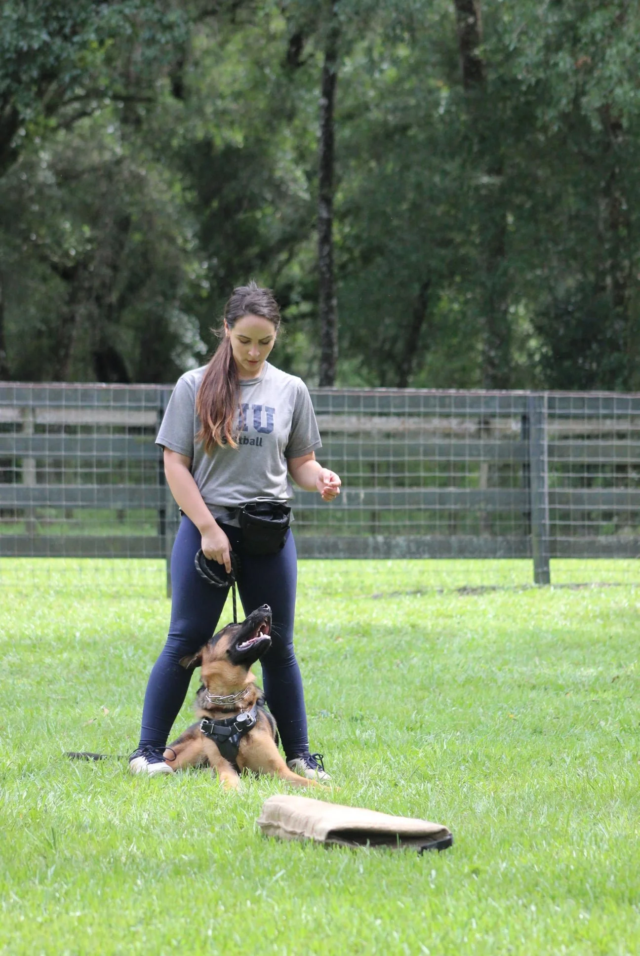 Training & Boarding Services — Dog Crew | Tampa Dog Training and Boarding