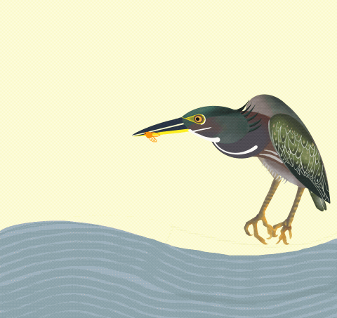 Outsmarting the fish: Clever Green Herons — Ms GreenJeanne Design: home ...