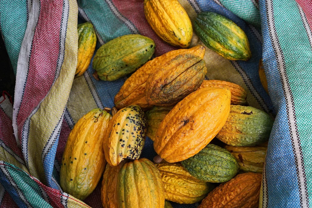 Exclusive Award-Winning Bean-to-Bar Chocolate — Chocolate Squirrel