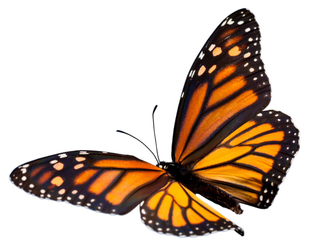 Transparent Tumblr Butterfly