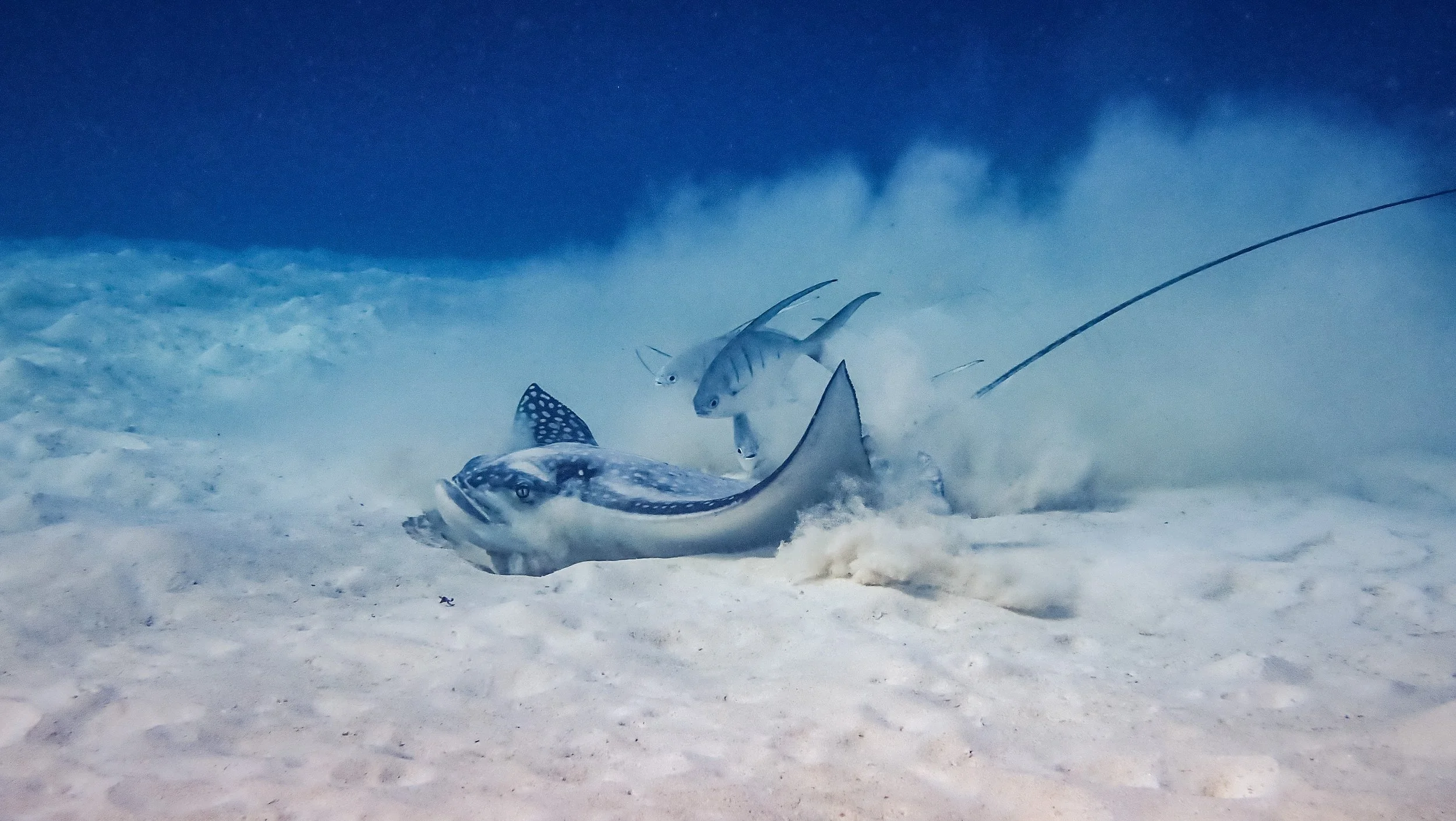 Pricelist — Scuba Elite | PADI dive shop Bonaire