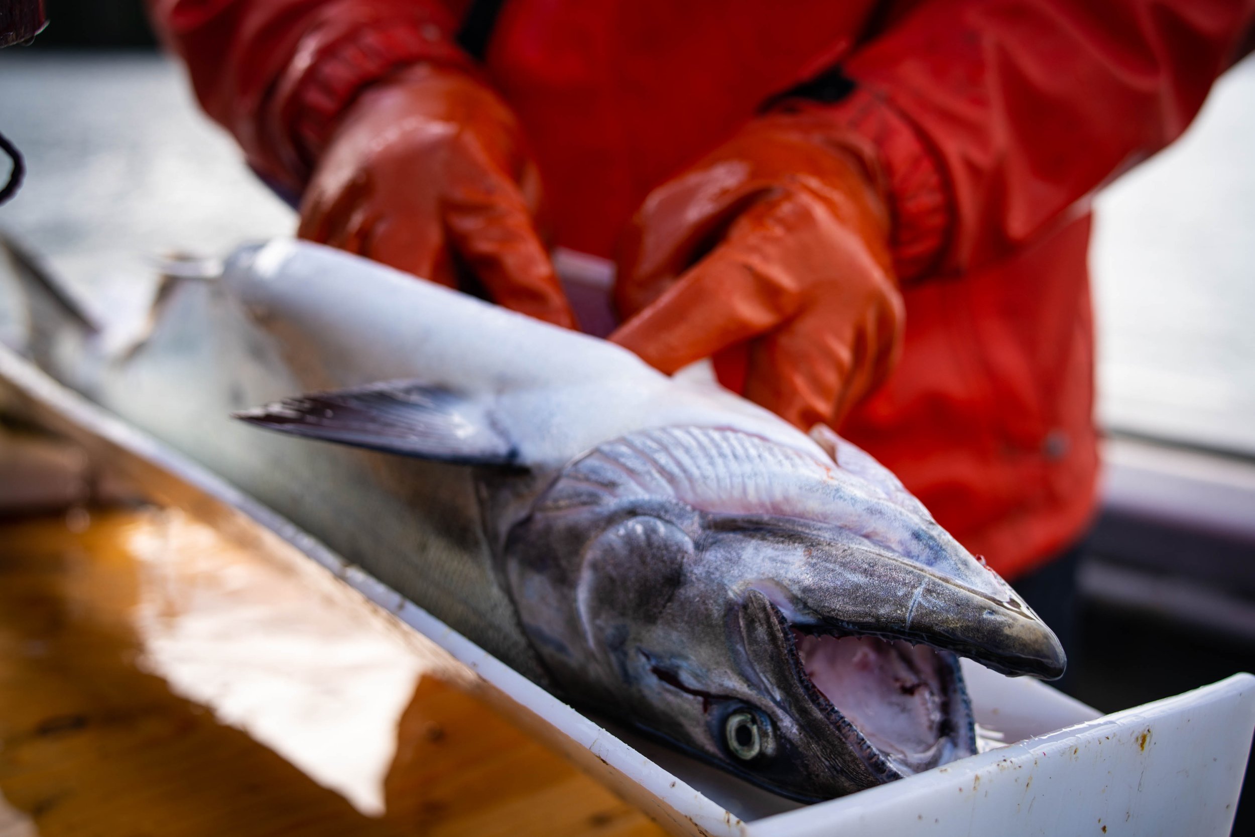 Tad Fujioka — SalmonState