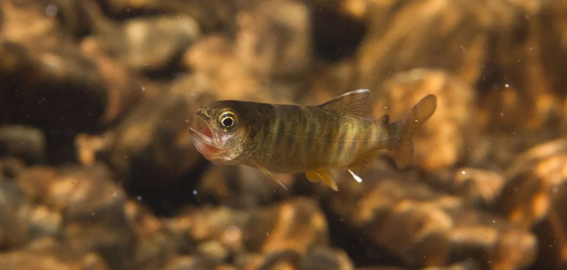 The impossible journey of the juvenile coho — SalmonState