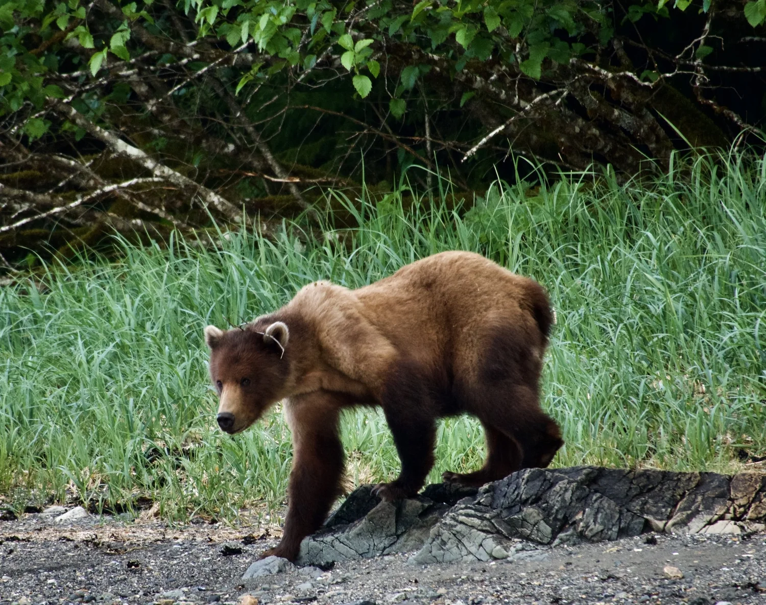 Bear man of Admiralty Island Allen Hasselborg — and Climate Change ...