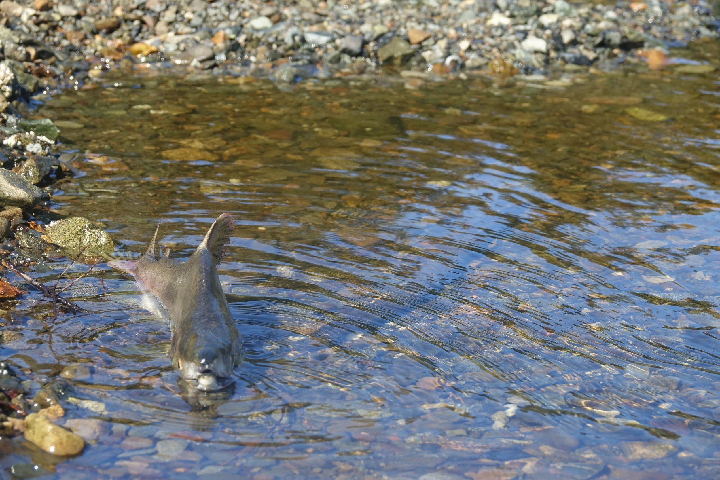 “Fish Map App” provides a way for everyday Alaskans to document rivers ...