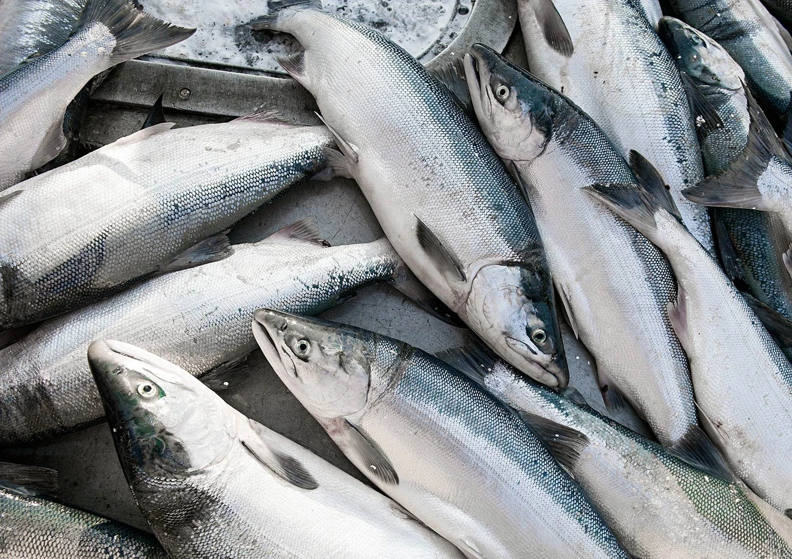 Our Mission — SalmonState