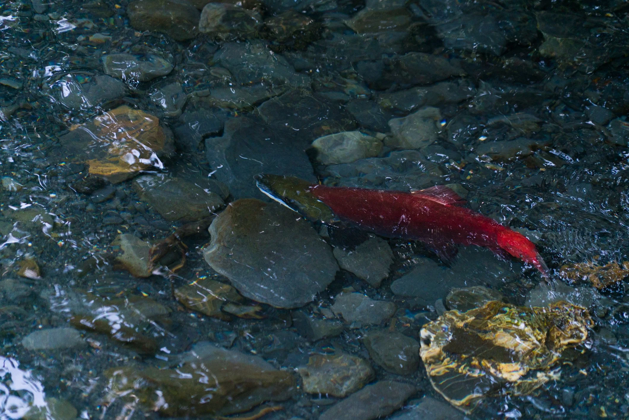 About Us — SalmonState