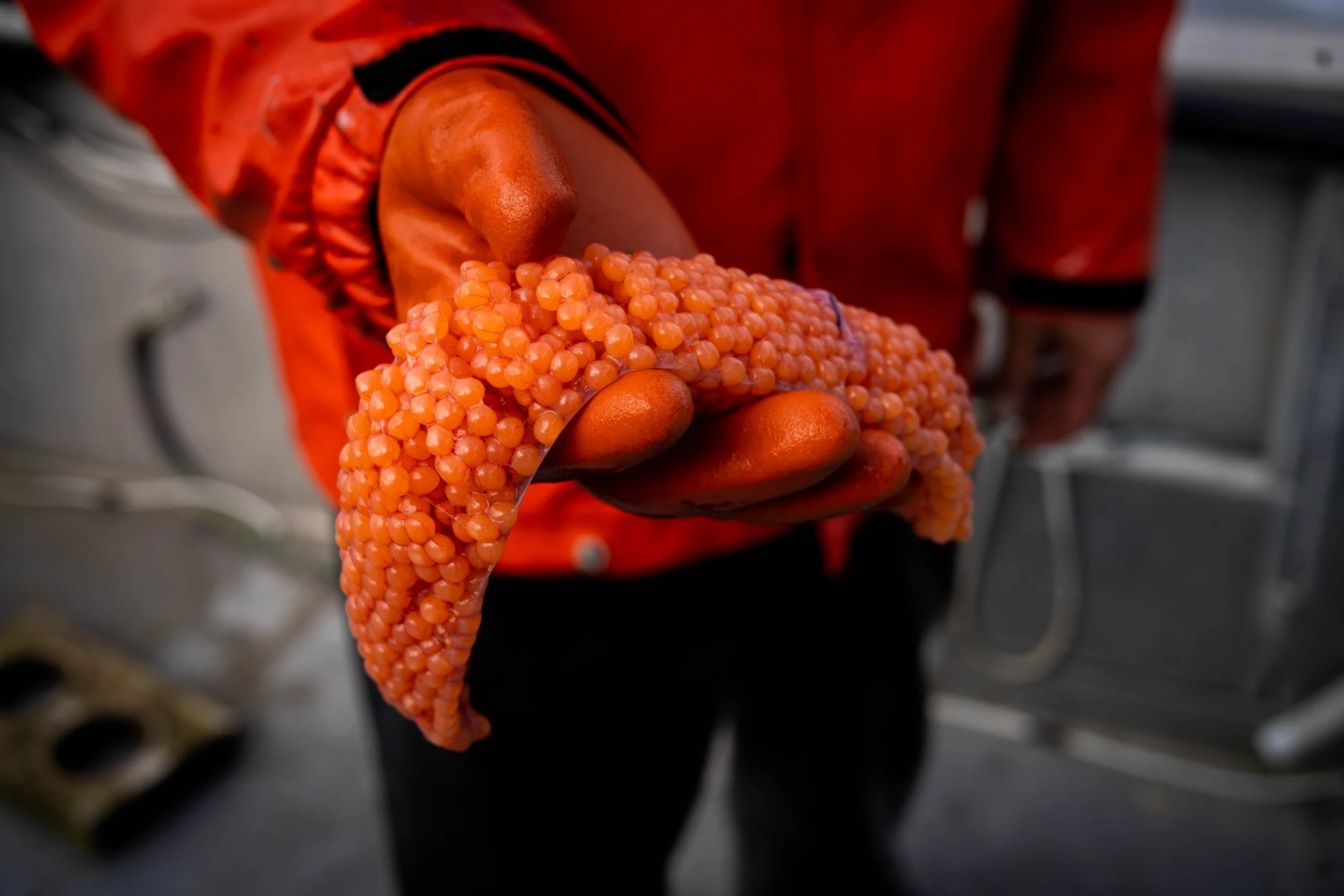 Tad Fujioka — SalmonState