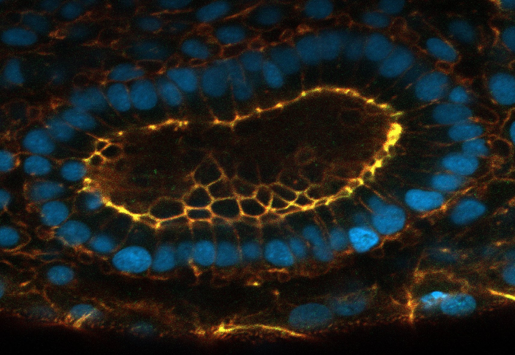 SCBS24 — Society for Cell Biology Singapore