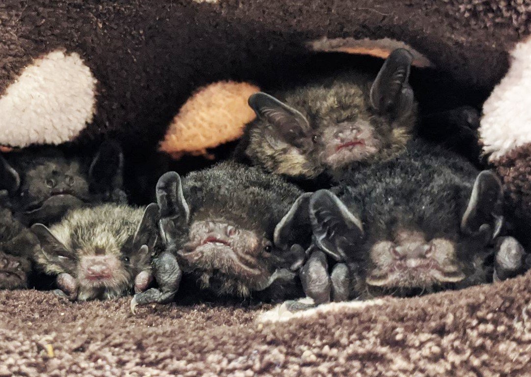 Microbats of Melbourne