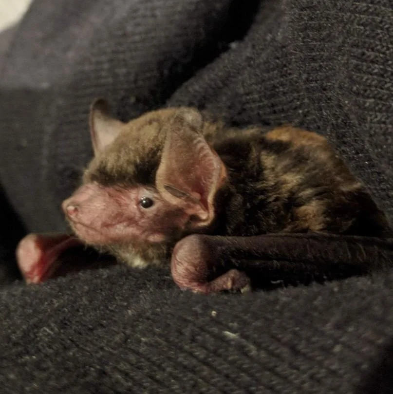 Bats — Microbats of Melbourne