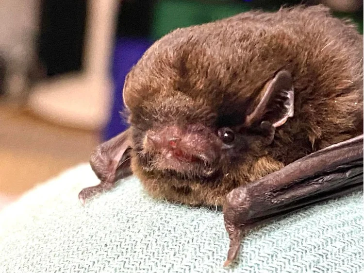 Bats — Microbats of Melbourne