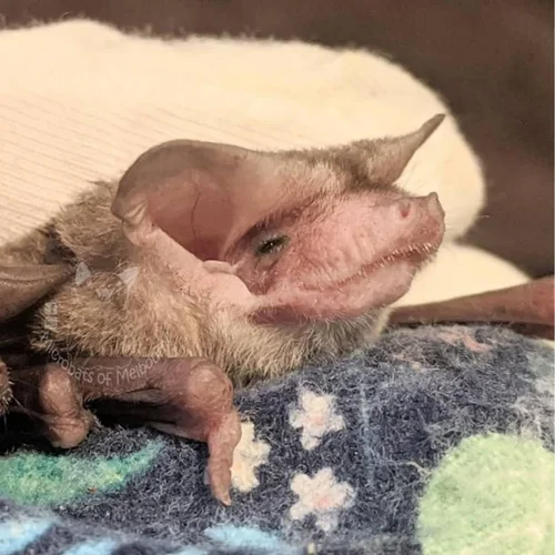 Bats — Microbats of Melbourne