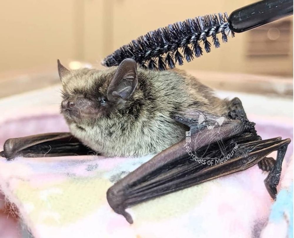 Bats — Microbats of Melbourne