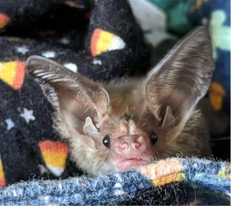 Bats — Microbats of Melbourne