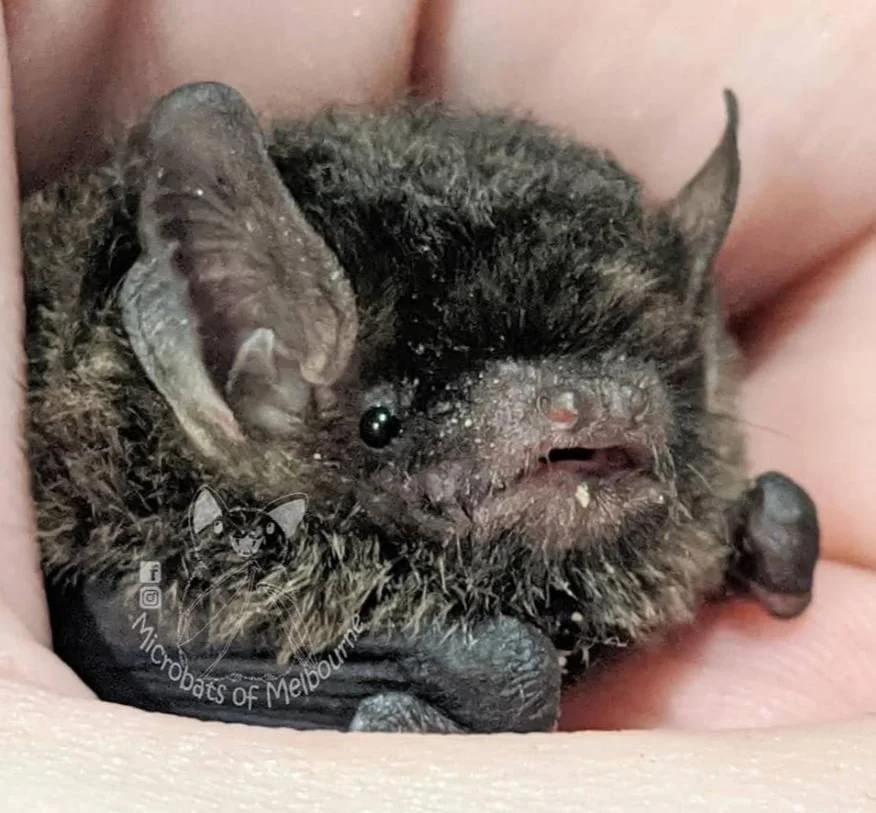 Bats — Microbats of Melbourne