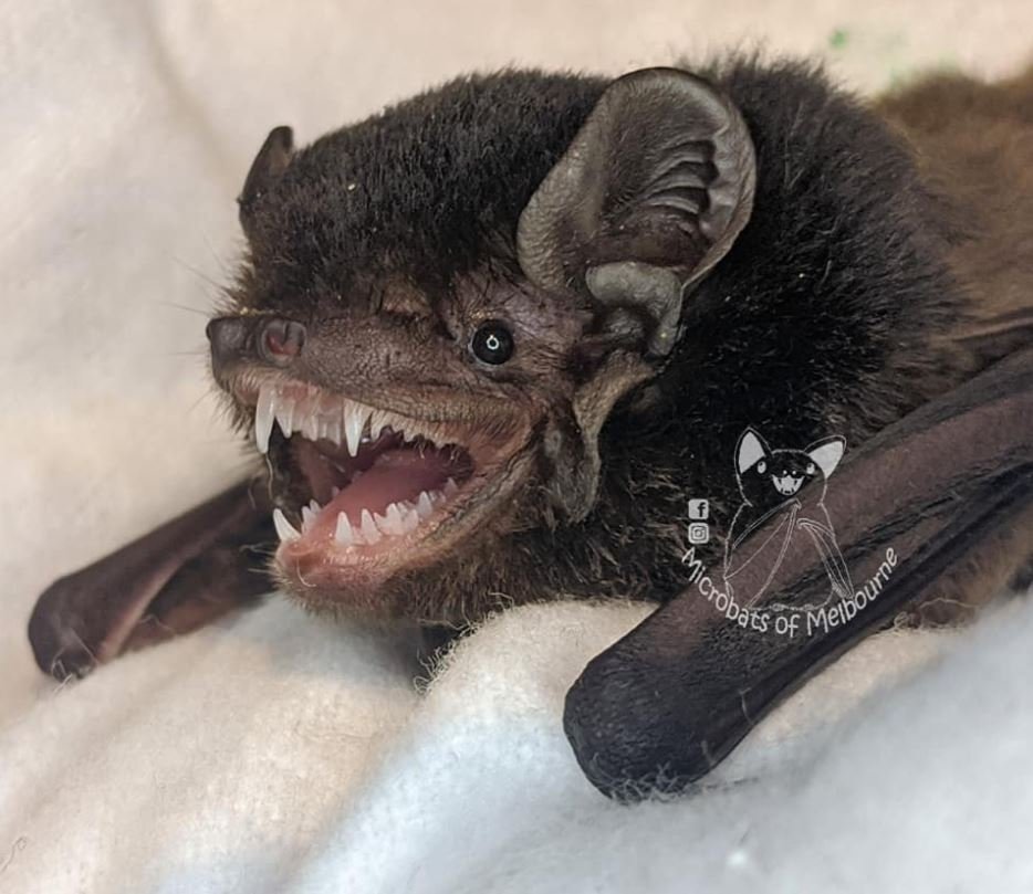 Bats — Microbats of Melbourne