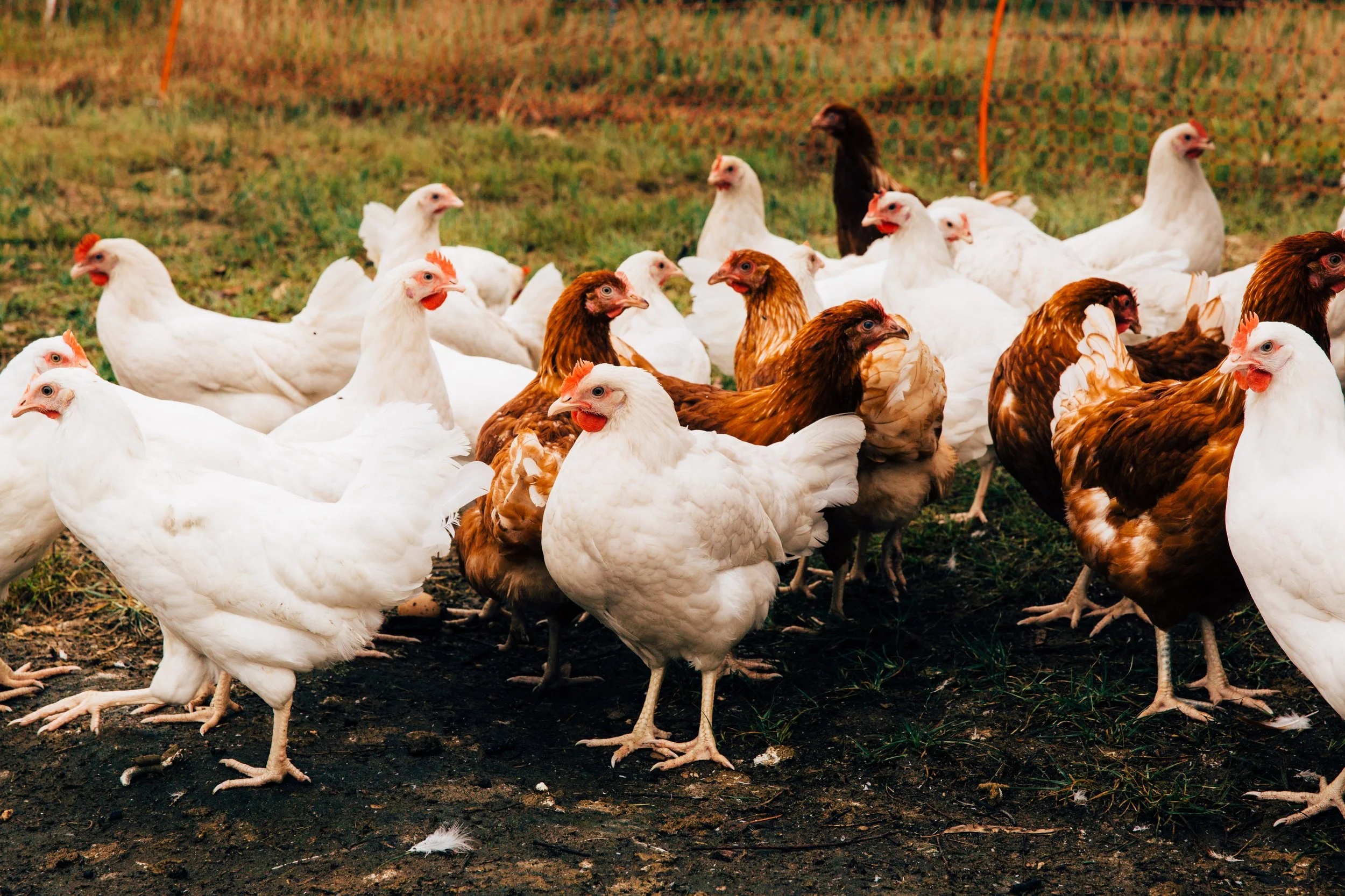 Fresh Local Produce For the Blue Mountains — Mountains Gourmet