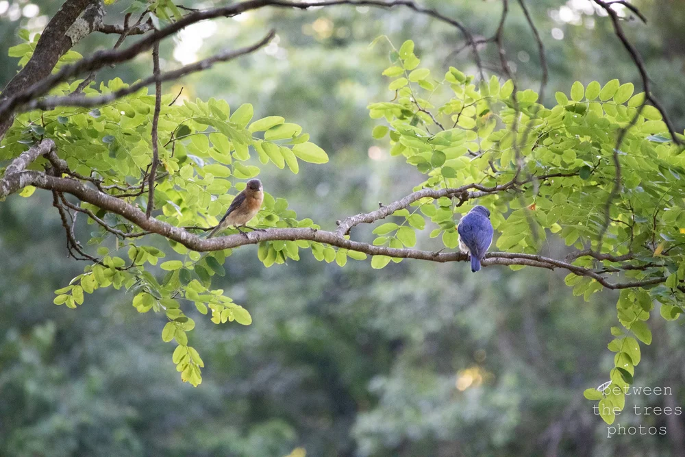 Types of Birds: A Complete Guide to Bird Species — between the trees photos